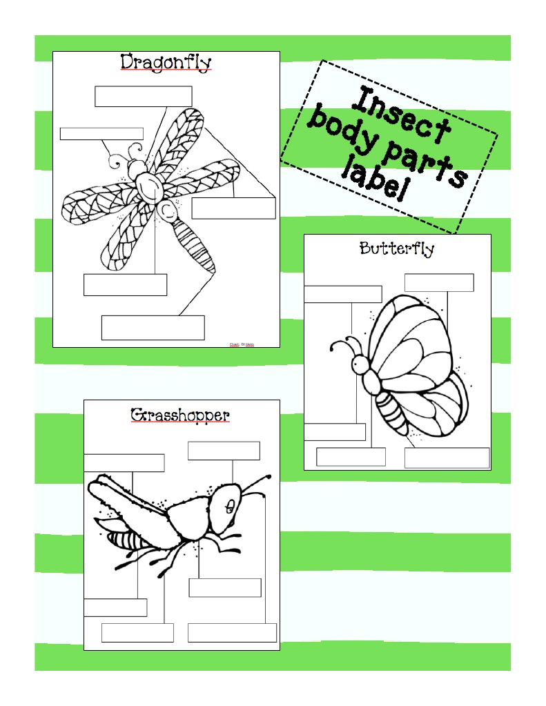 Insects Label | PDF