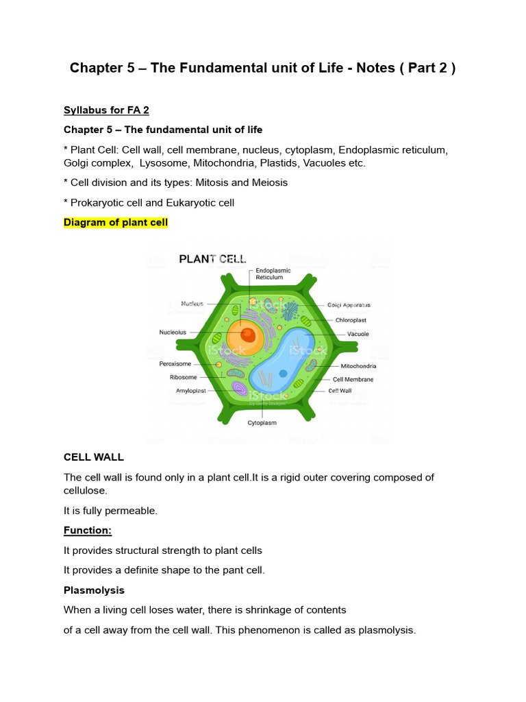 Plant Cell Structure and Functions Explained | PDF | Cell (Biology ...