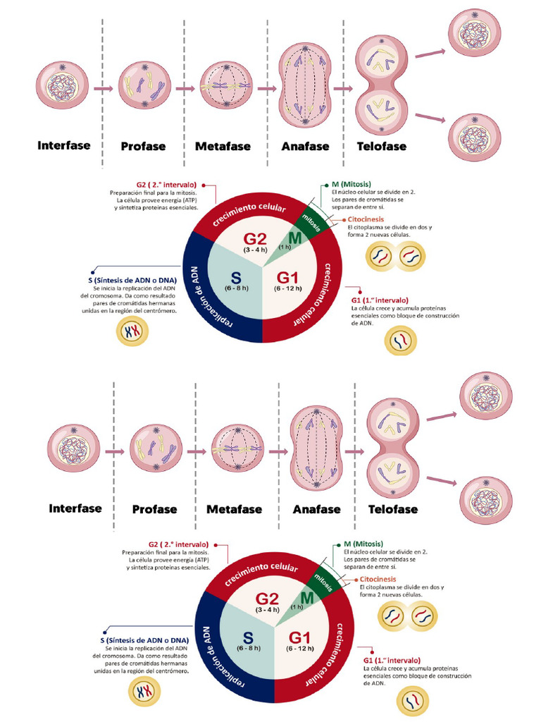 Mitosis - Meiosis | PDF