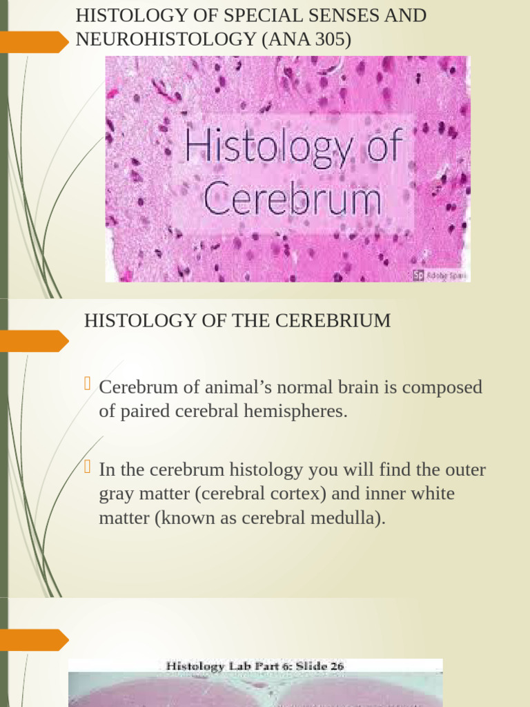Cerebrum Histology and Layers Overview | PDF | Cerebral Cortex | Cerebellum