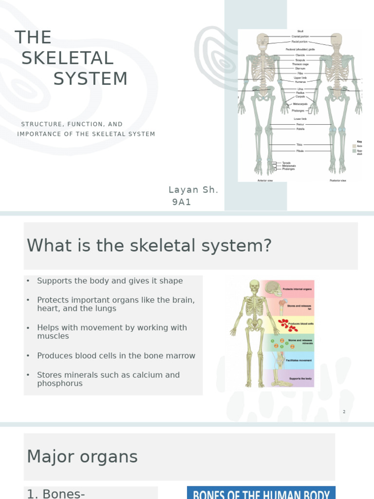 The Skeletal System Pdf Bone Skeleton