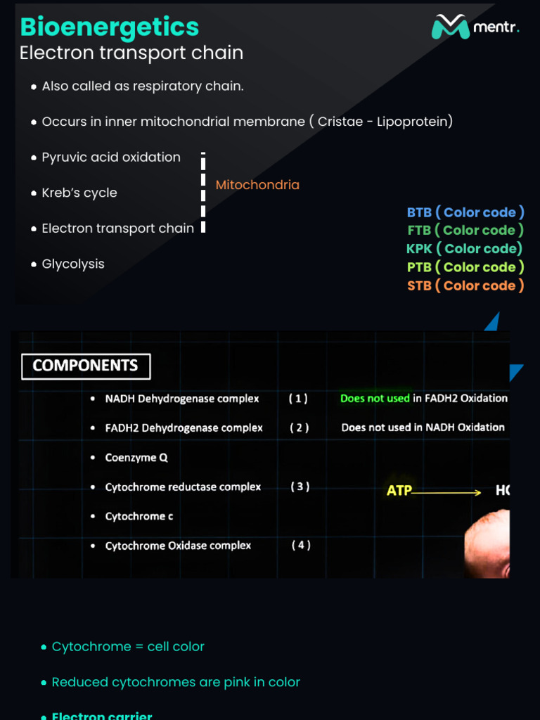 Electron Transport Chain Overview | PDF | Cellular Respiration ...