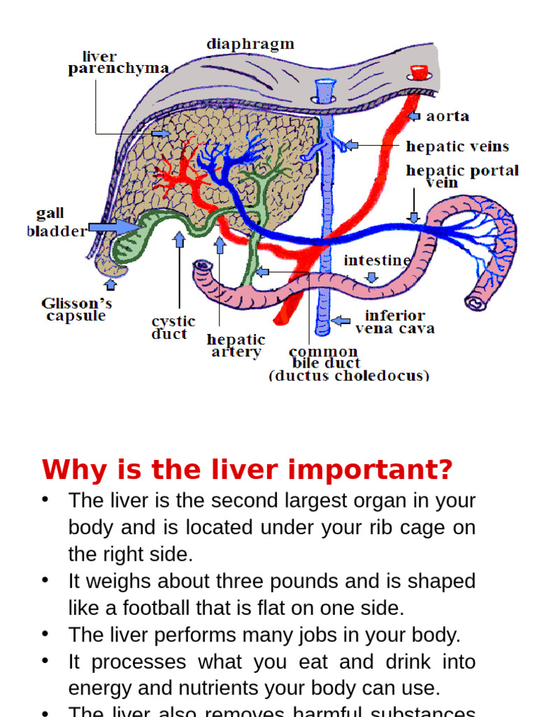 Importance and Functions of the Liver | PDF | Cirrhosis | Hepatitis