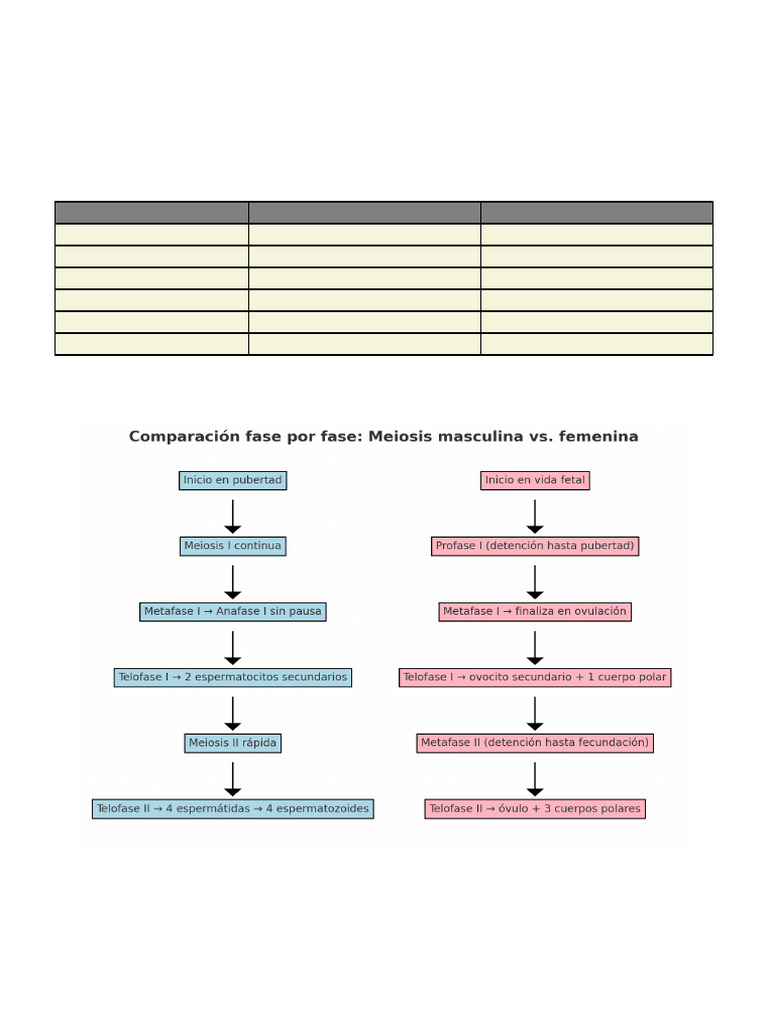 Meiosis Comparacion | PDF