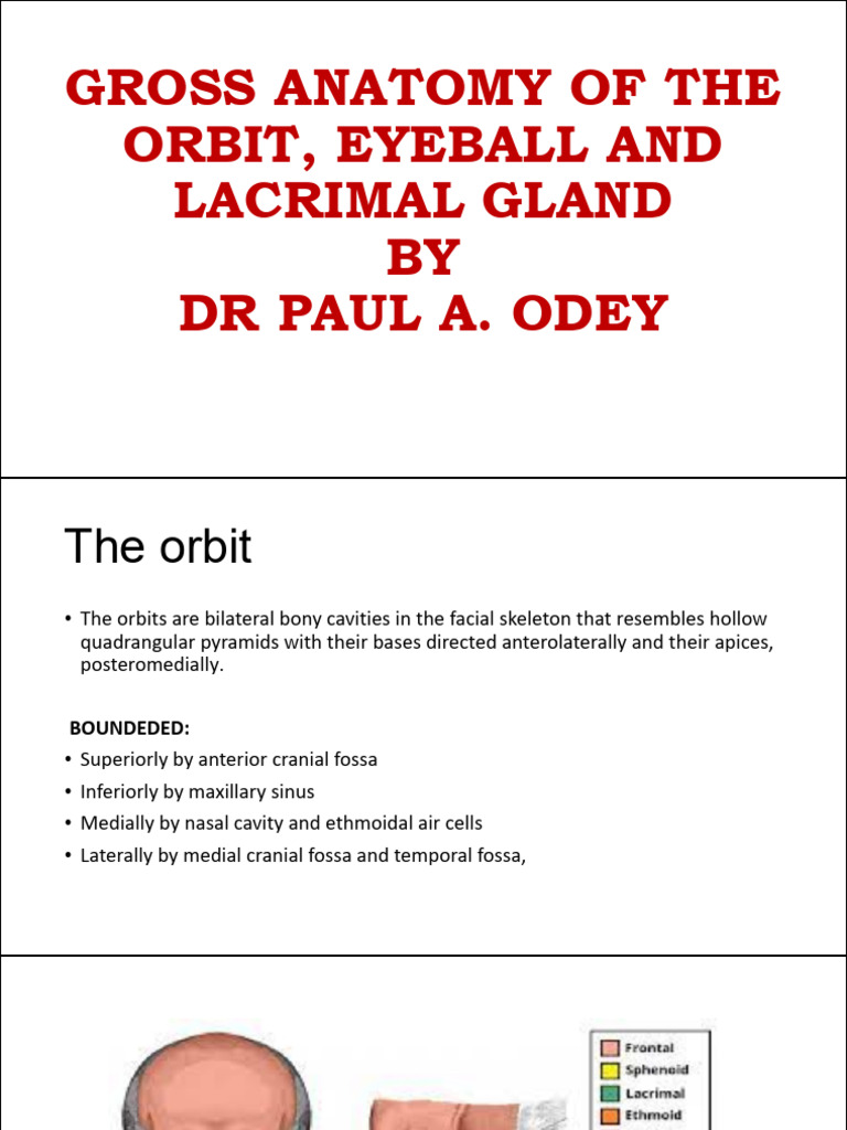Anatomy of the Orbit and Eyeball | PDF | Human Head And Neck | Sensory ...
