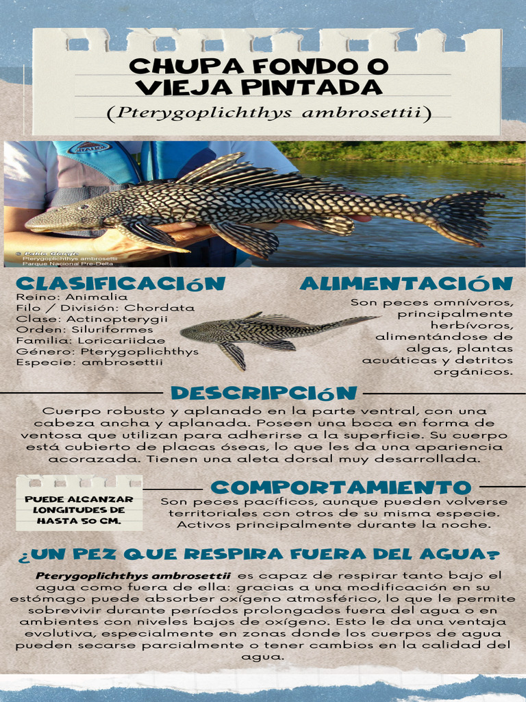 Chupa Fondo o Vieja Pintada (Pterygoplichthys Ambrosettii) - Langer | PDF