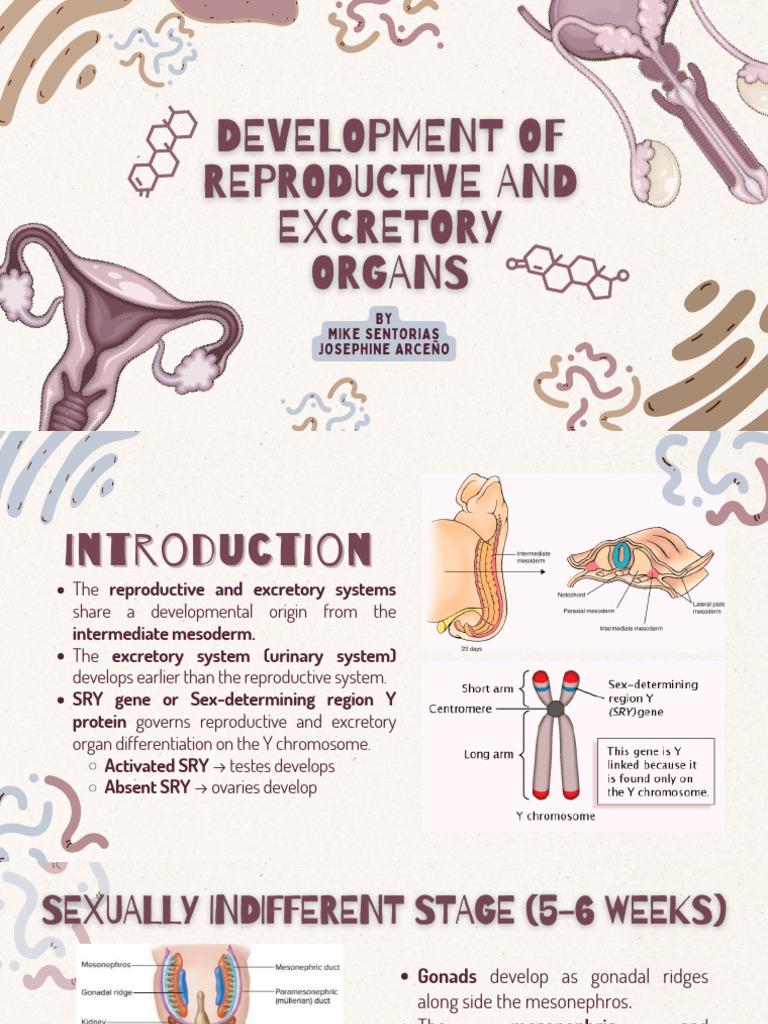 Development of Reproductive Systems | PDF | Sex Organ | Reproduction