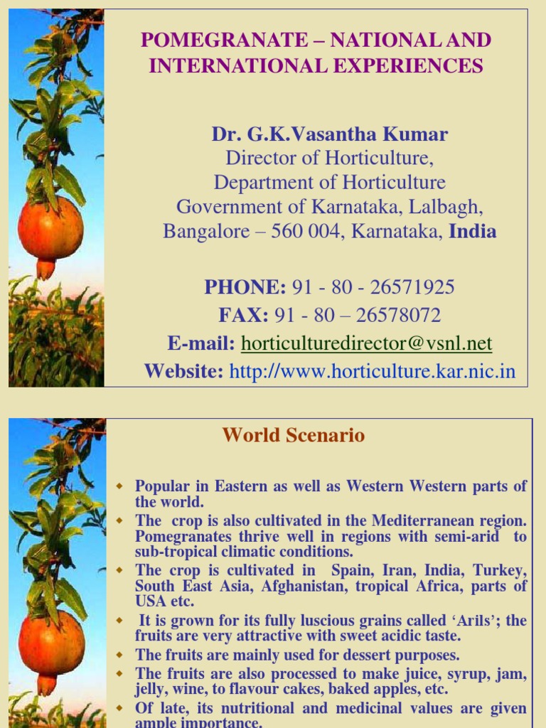Pomegranate - National and International Experiences: Dr. G.K.Vasantha ...