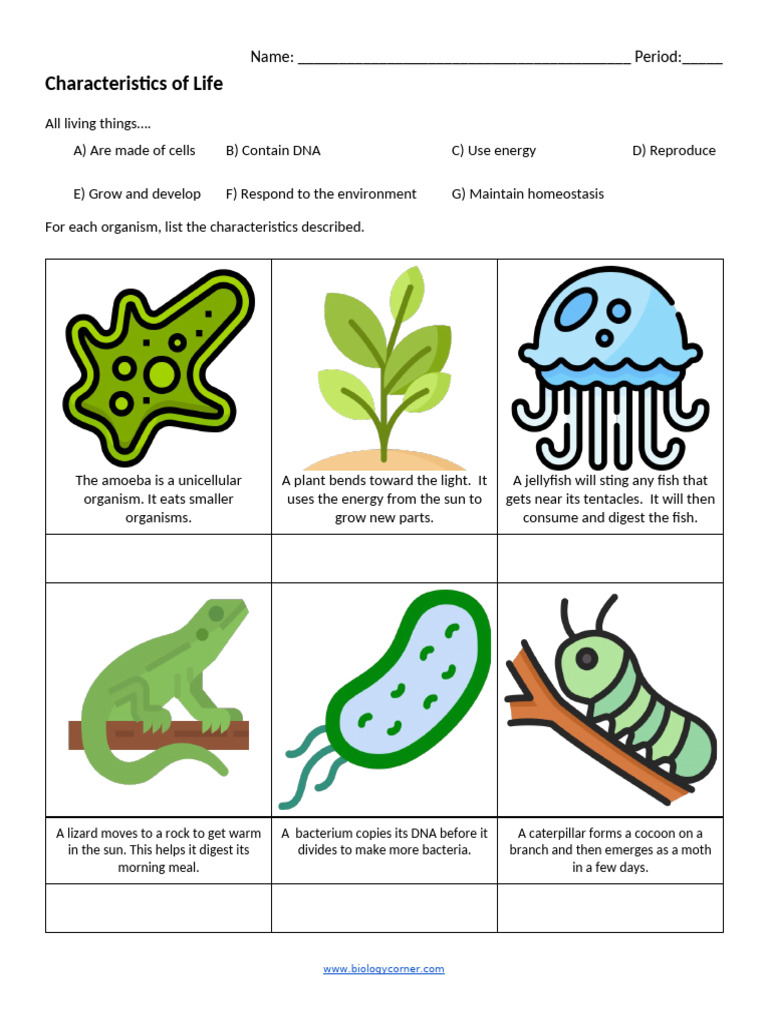 Characteristics of Life Assessment | PDF | Biology | Organisms
