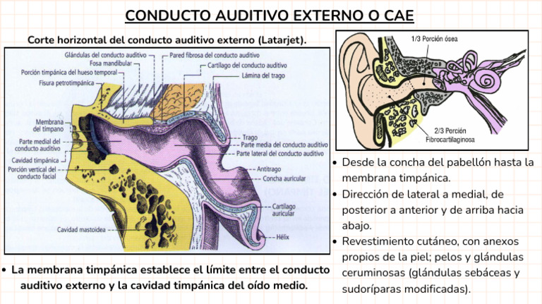 Structure of the Ear Presentation in an Orange Pink Colorful Style.pdf ...