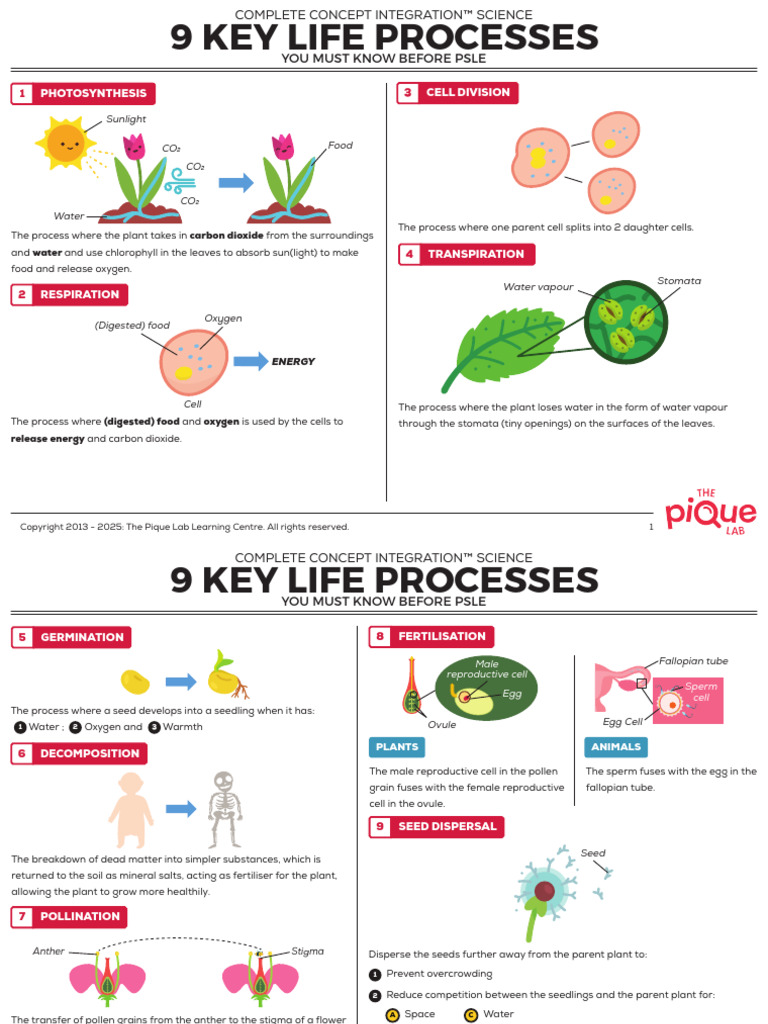9 Key Life Processes Cheatsheet | PDF | Plants | Seed