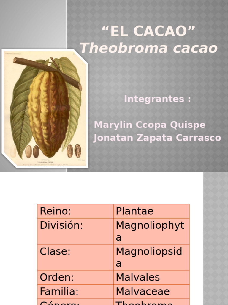 Características y Usos del Cacao | PDF
