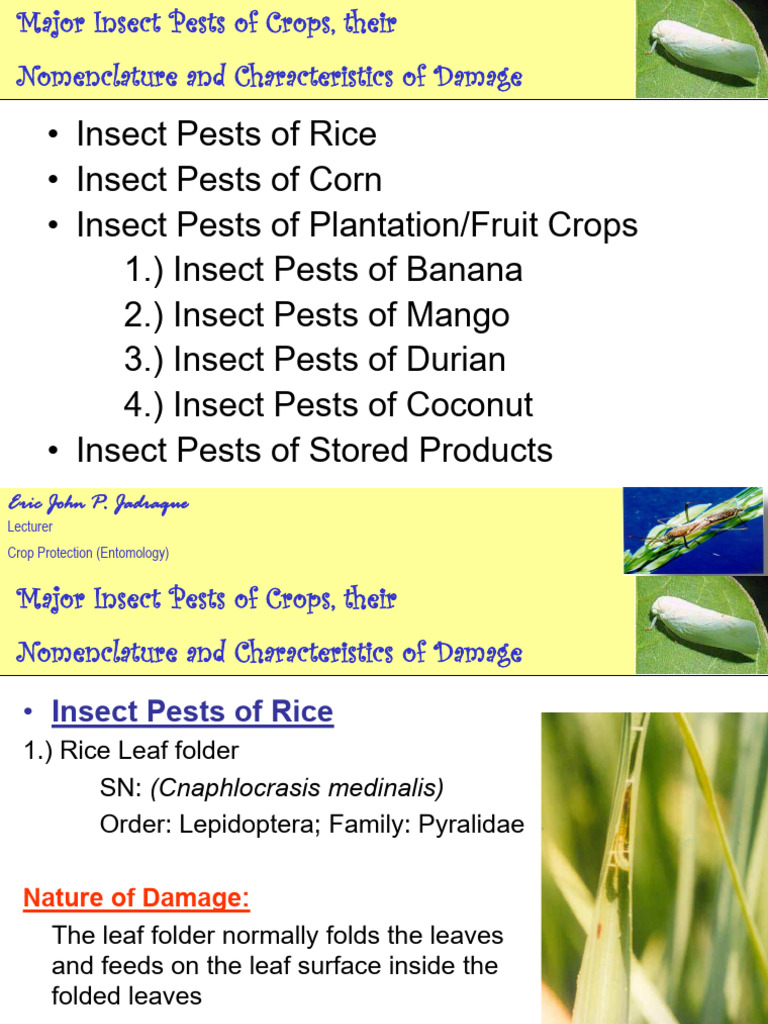 Major Insect Pests of Crops Explained | PDF | Pest (Organism) | Pest ...
