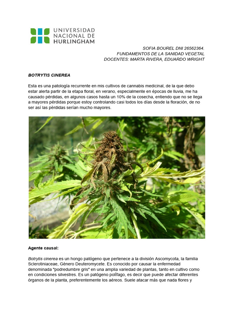 Botrytis Cinerea | PDF | Espora | Hongo