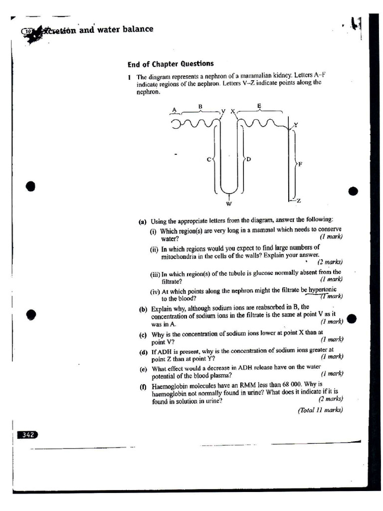 Worksheet 2 - Homeostasis | PDF