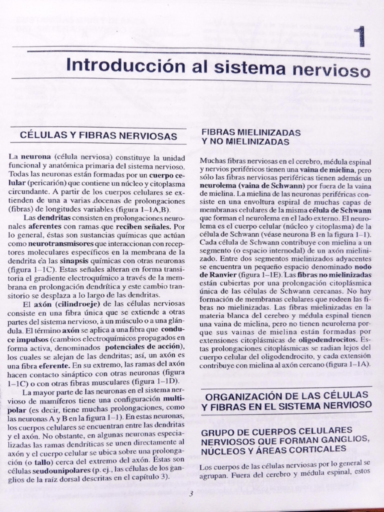 Introducción Al Sistema Nerv | PDF | Médula espinal | Axon