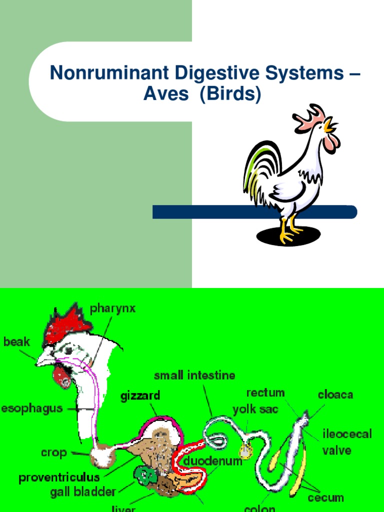 Nonruminant Digestive Systems - Aves (Birds) | PDF | Digestion | Birds