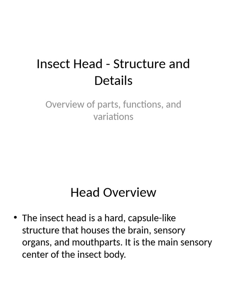 Insect Head Structure and Functions | PDF