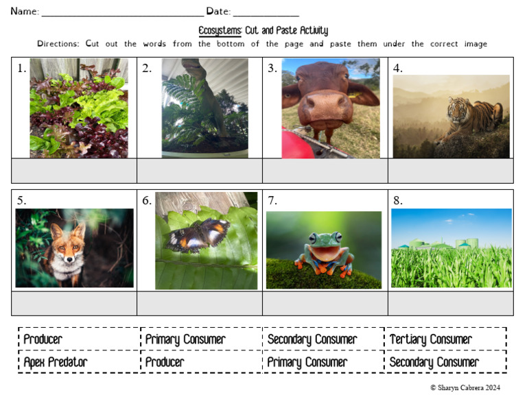 Ecosystems Cut and Paste | PDF