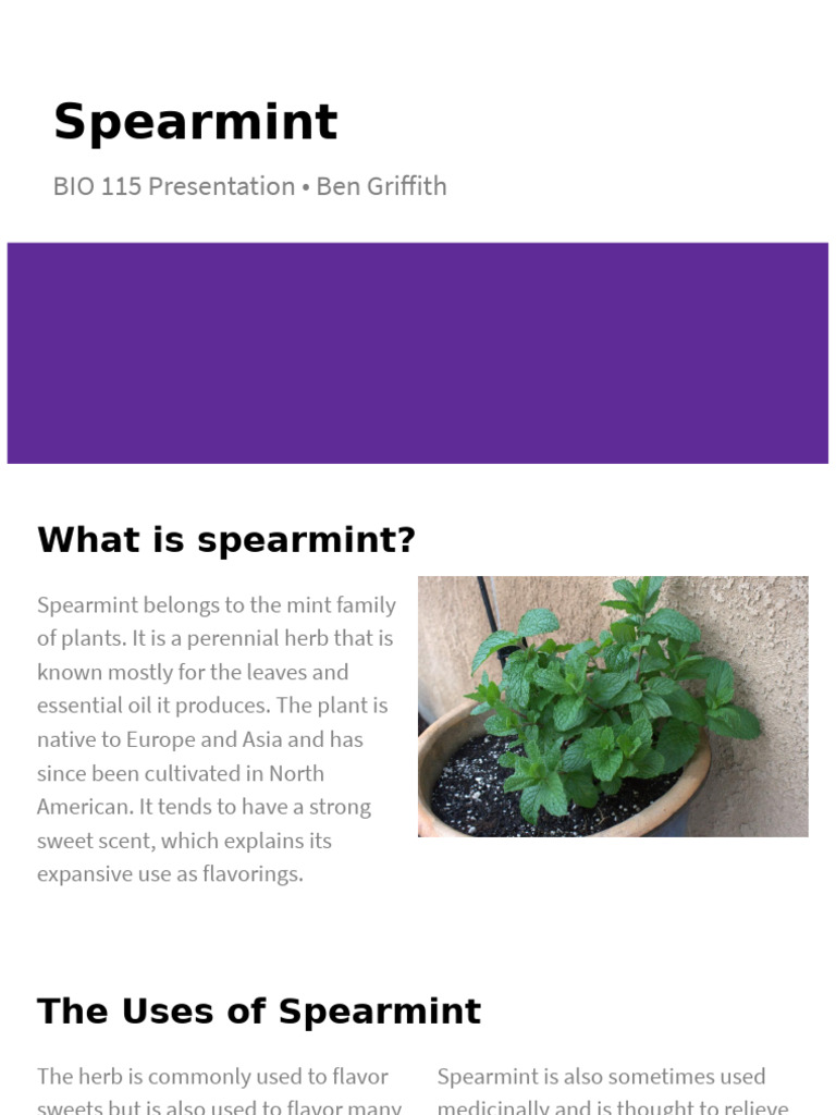 Spearmint | PDF