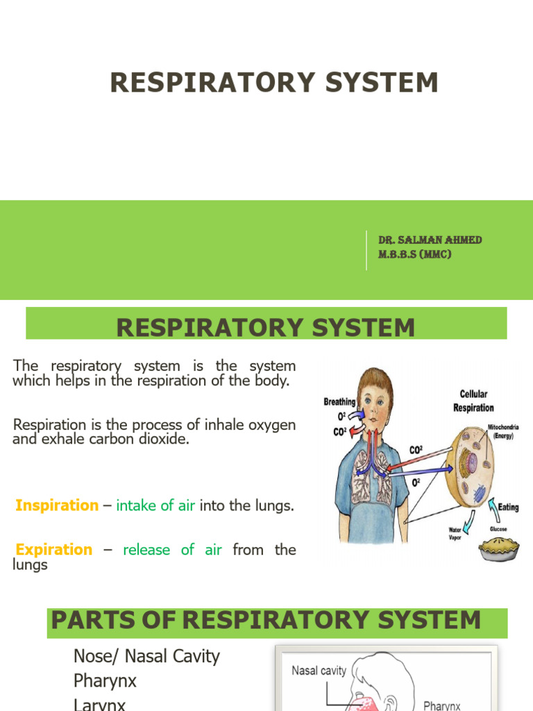 Overview of the Respiratory System | PDF