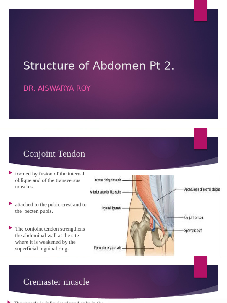 Structure of Abdo PPT 2 | PDF | Abdomen | Musculoskeletal System