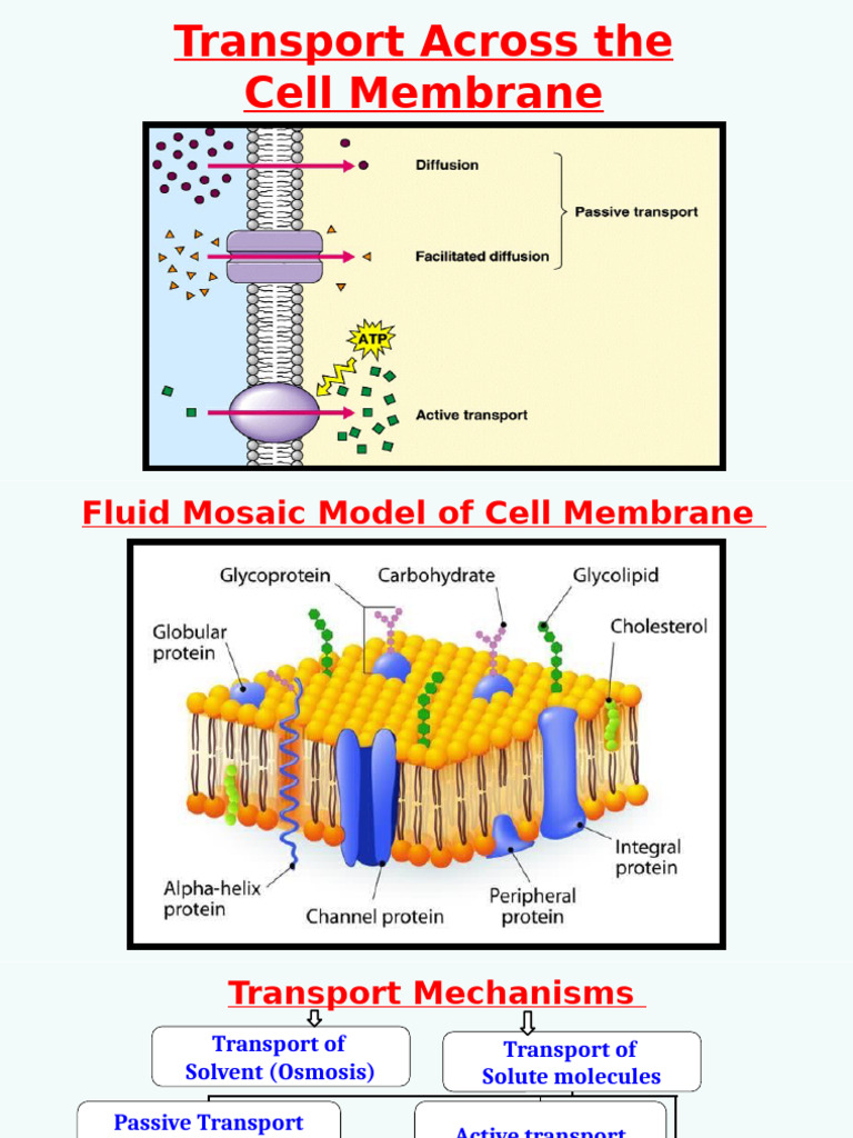 Transport Mechanisms... | PDF | Osmosis | Diffusion
