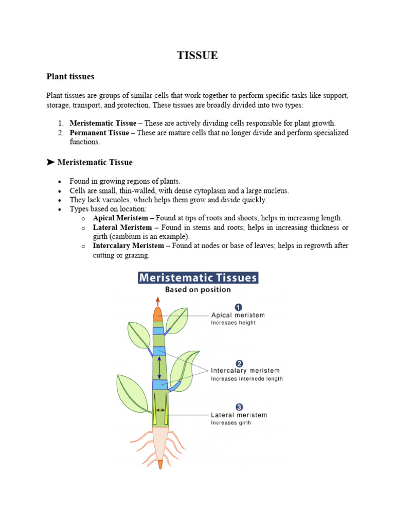 Overview of Plant Tissue Types | PDF | Epithelium | Tissue (Biology)