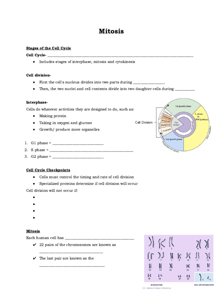 Mitosis - Asexual Reproduction (SS) | PDF | Mitosis | Chromosome