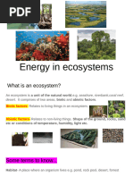 Daintree Rainforest Food Web Overview | PDF