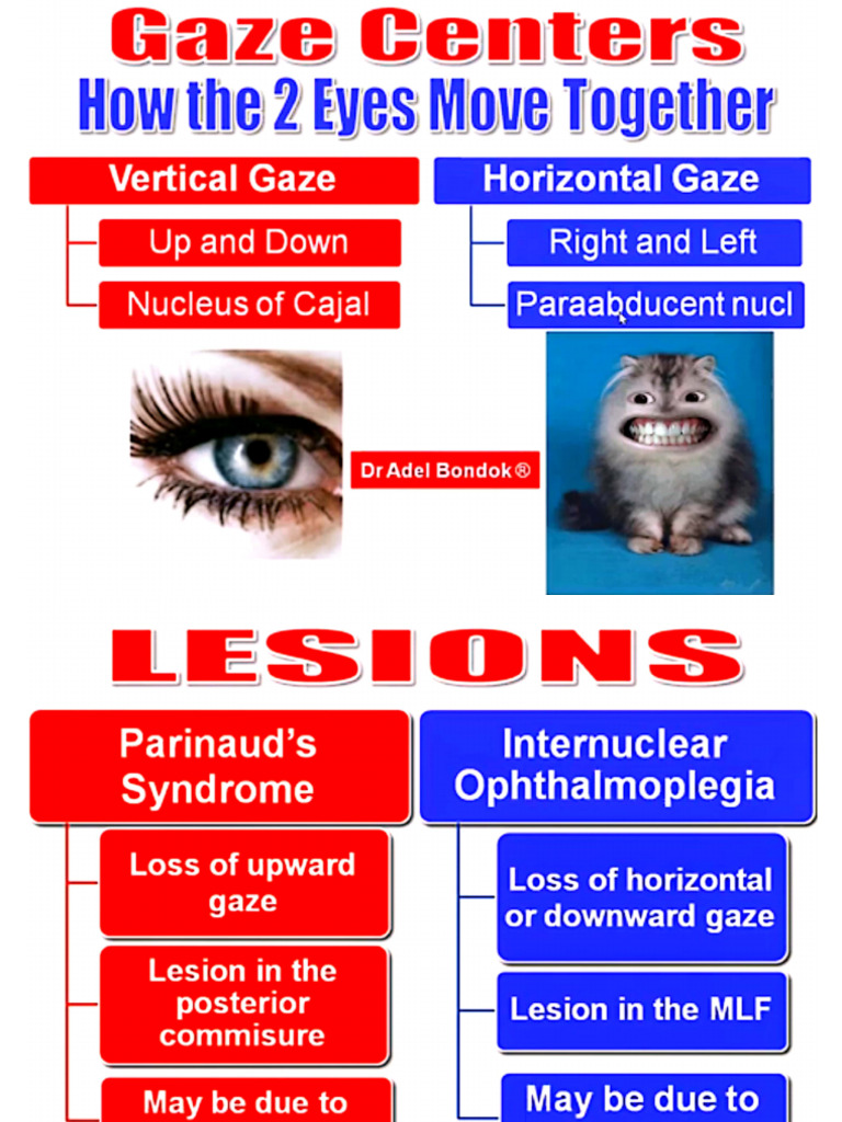 Remaining Part of Eye | PDF