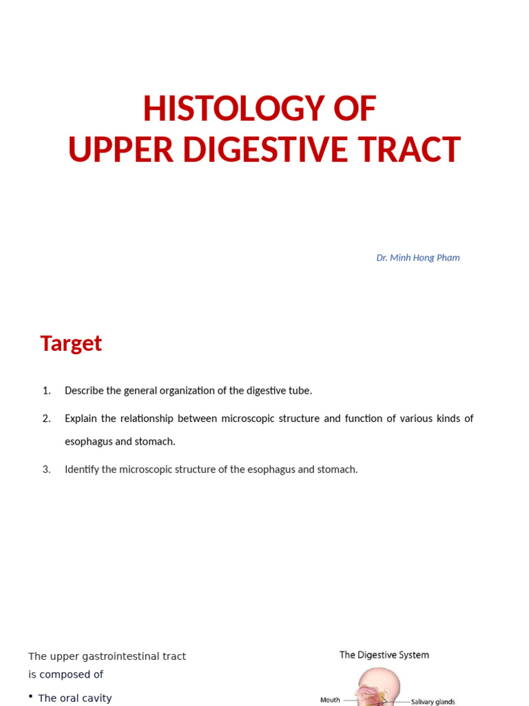 Upper Digestive Tract Histology Overview | PDF | Esophagus | Stomach