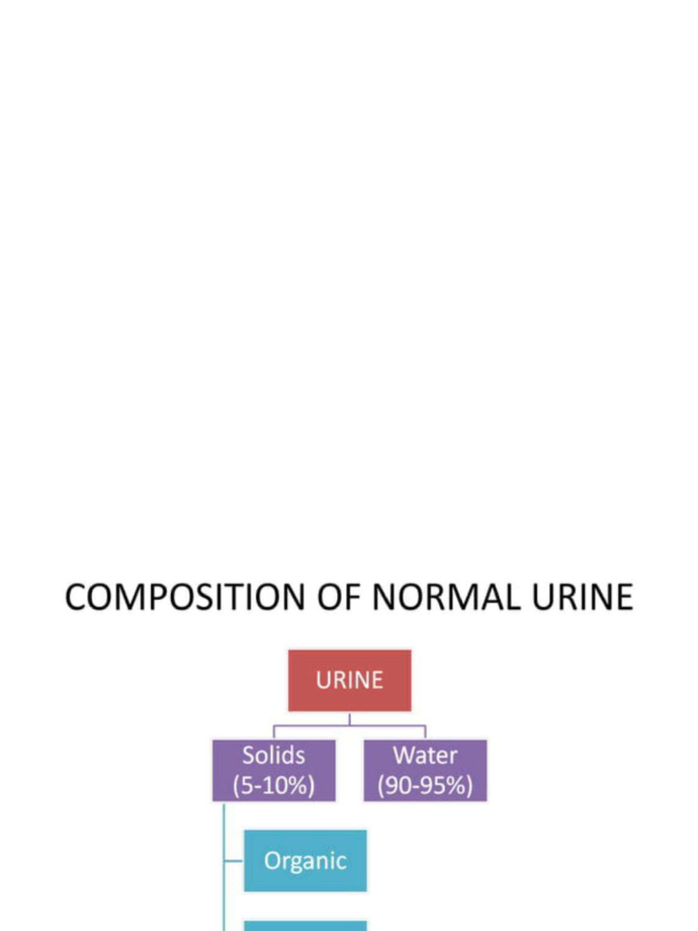 Urine Analysis (Normal) 240822 135802 | PDF | Urine | Urea