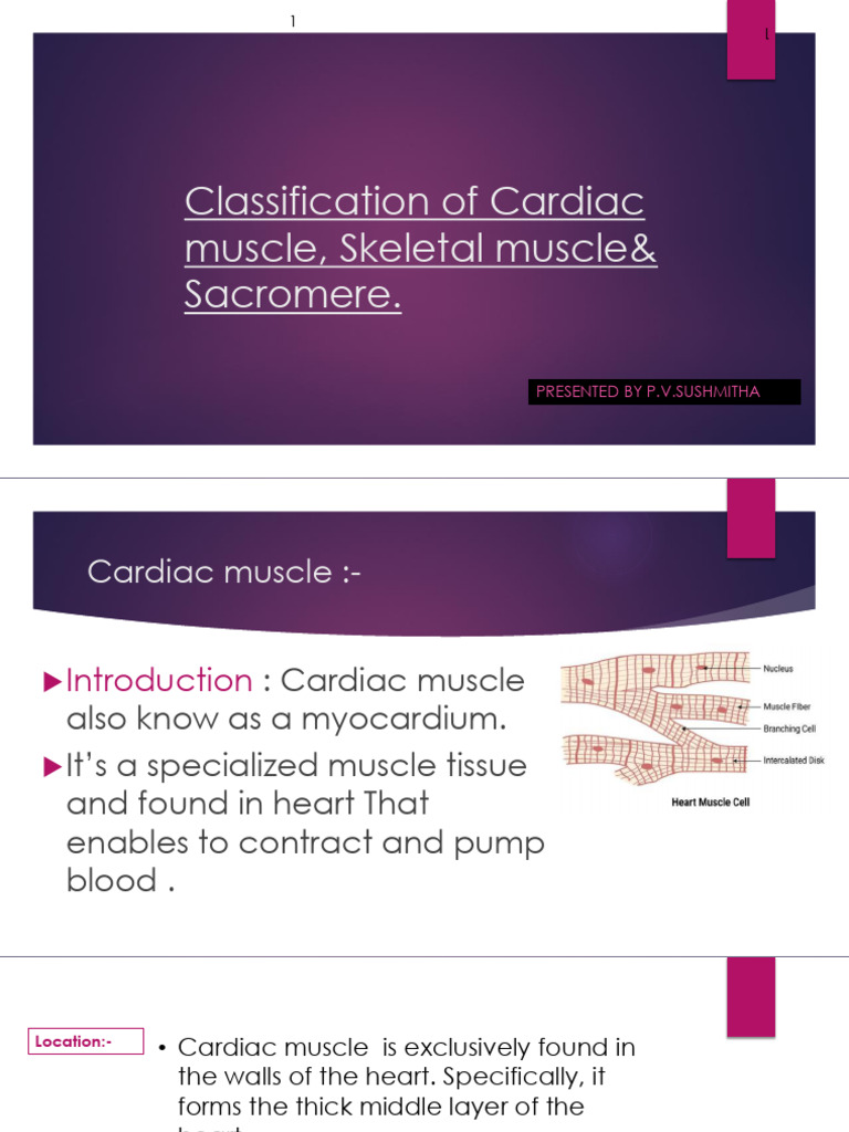 Cardiac and Skeletal Muscle Overview | PDF | Muscle | Muscle Contraction