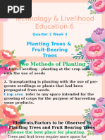 Bearing and Non Bearing Fruit Trees | PDF | Trees | Apple