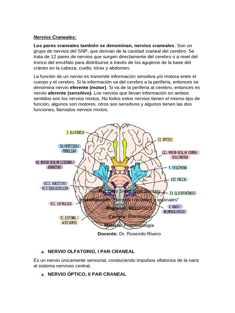 4.nervios Craneales | PDF | Nervio | Cabeza y cuello humanos