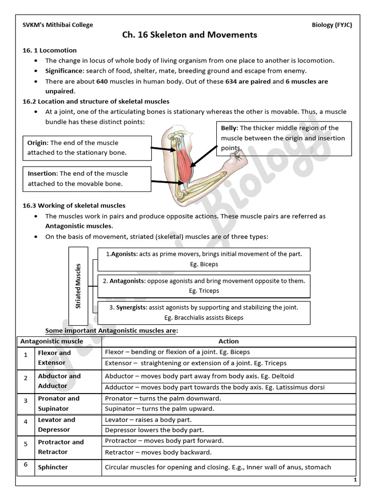 Human Skeleton and Muscle Anatomy Guide | PDF | Vertebra | Muscle ...