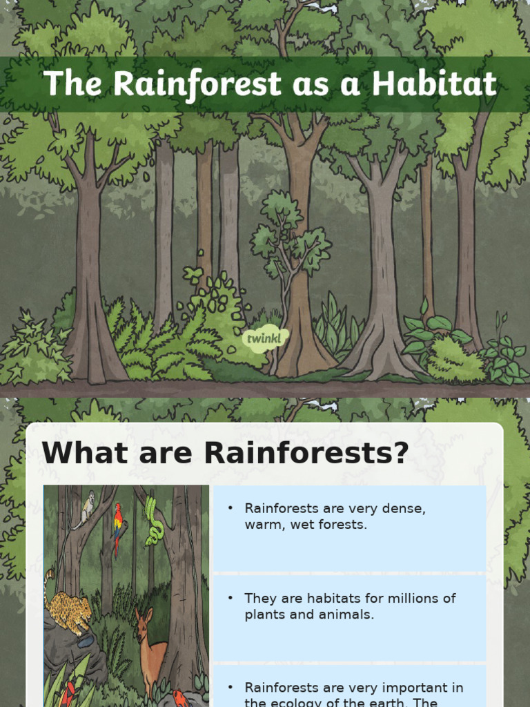 Understanding Rainforests and Their Ecosystem | PDF | Rainforest ...