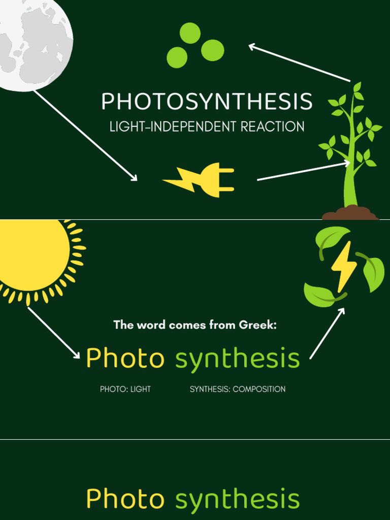 1 Photosynthesis Light Independent Reaction | PDF