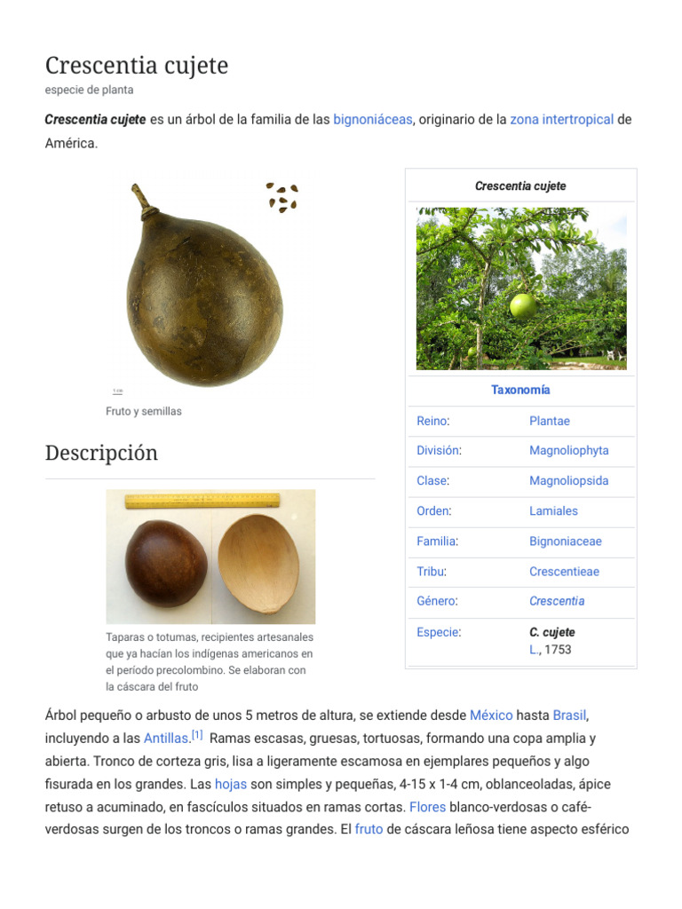 Crescentia Cujete - Wikipedia, La Enciclopedia Libre | PDF | Arboles ...