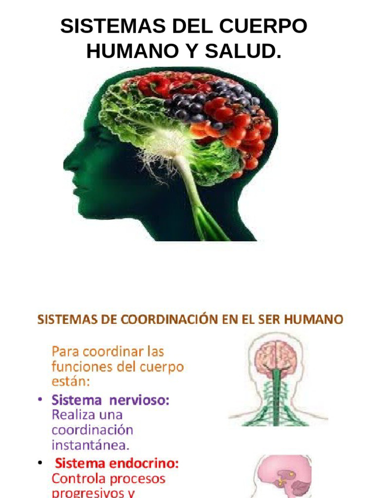 Sistemas Del Cuerpo Humano | PDF