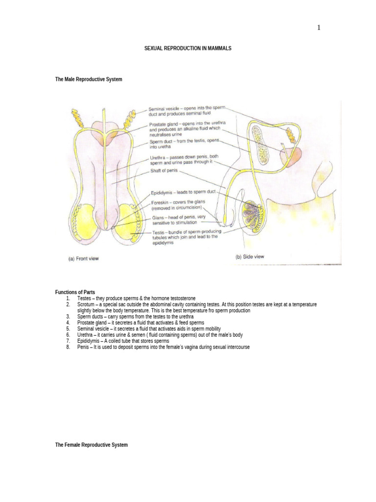 Reproduction in Animals | PDF | Menstrual Cycle | Reproductive System