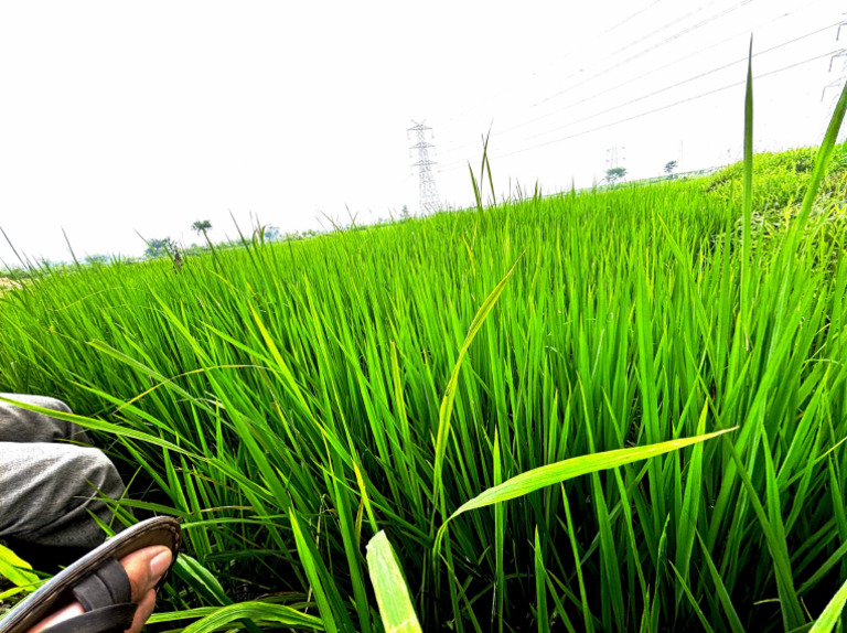 Green Grass | PDF