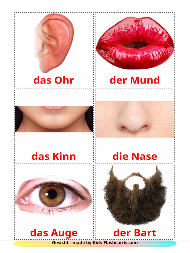 German Flashcards The Body 2 | PDF