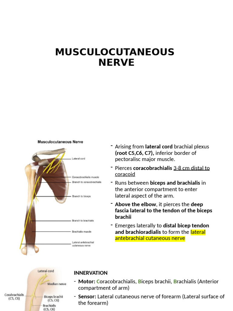 Musculocutaneous Nerve Overview | PDF