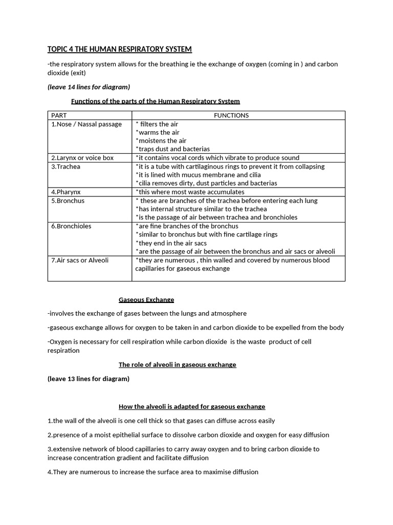 Topic 4 The Human Respiratory System | PDF | Respiratory System ...