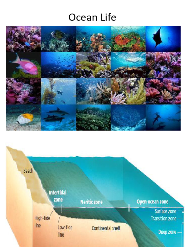 Ocean Life: Organisms and Habitats | PDF | Oceans | Sea