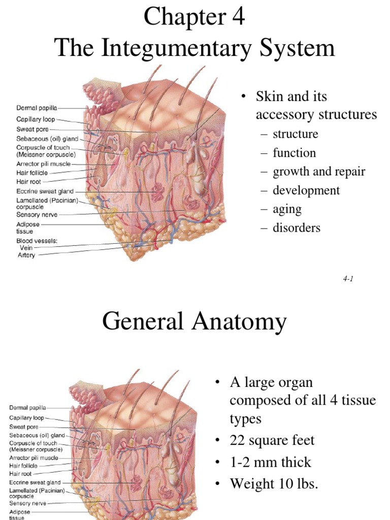 Ch04 Anatomy Skin | PDF | Skin | Epidermis