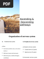 Ascending and Descending Tracts | PDF | Spinal Cord | Central Nervous System