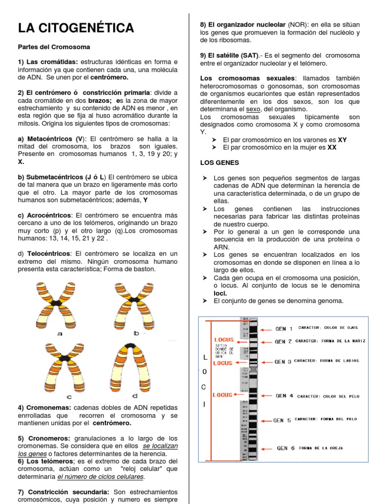 LA CITOGENÉTICA 2 D - Practica | PDF | Cromosoma | Gene